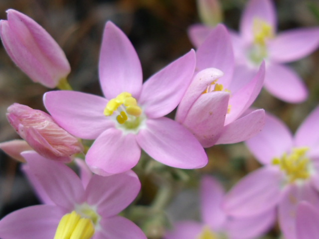 VILLENATURA: Centaurium erythraea o (Centaurium minus).