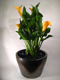 Dowd's Flower Shop: Mango Calla Lily Plant...yummy