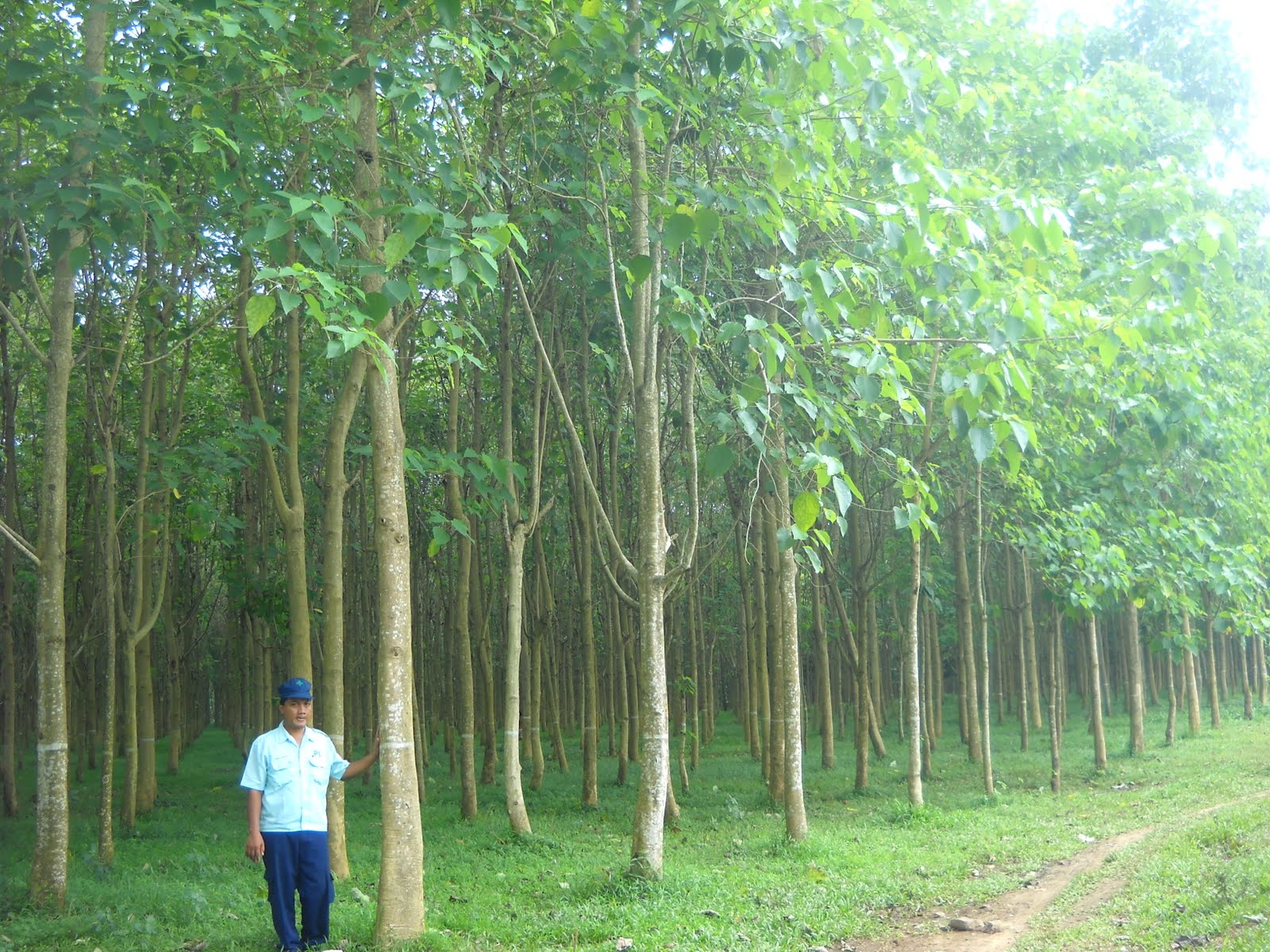 Gmelina (Gmelina arborea)