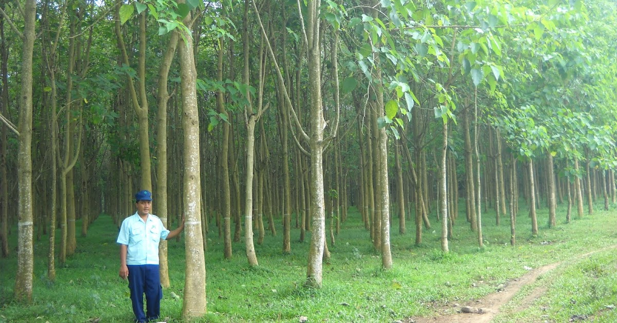 Gmelina (Gmelina arborea)