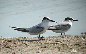 Bagan Serai Homestay: Kuala Gula Bird Sanctuary