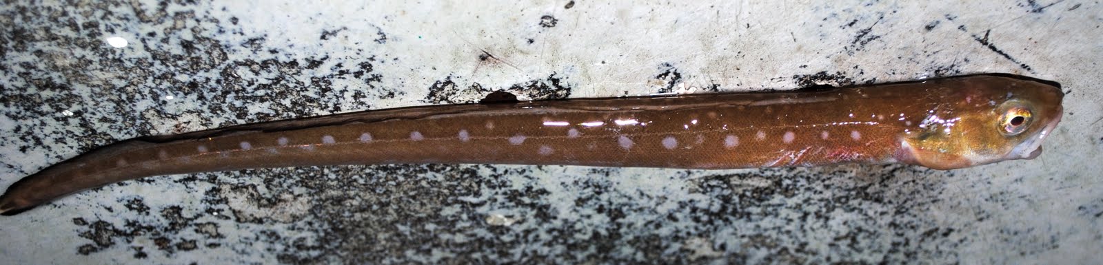 Ms. Byford - NOAA Teacher at Sea