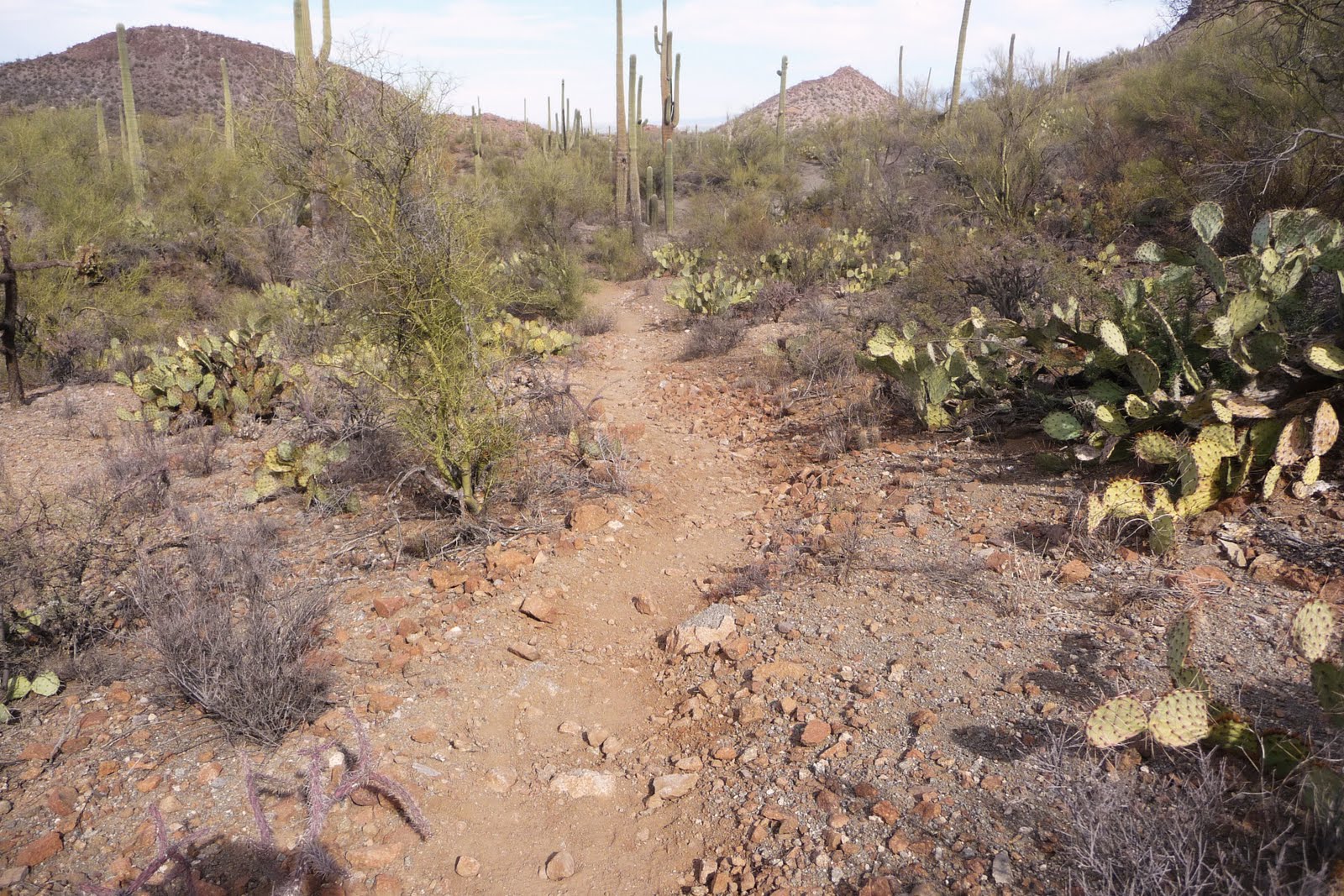 Sunnyarizona- walks and hikes: Hiking the Ironwood trail, and Picture ...