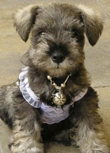 DogBlog: Moda de Perros