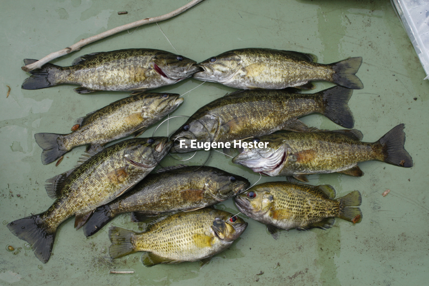 F. Eugene Hester’s Wildlife Photography: Fishing