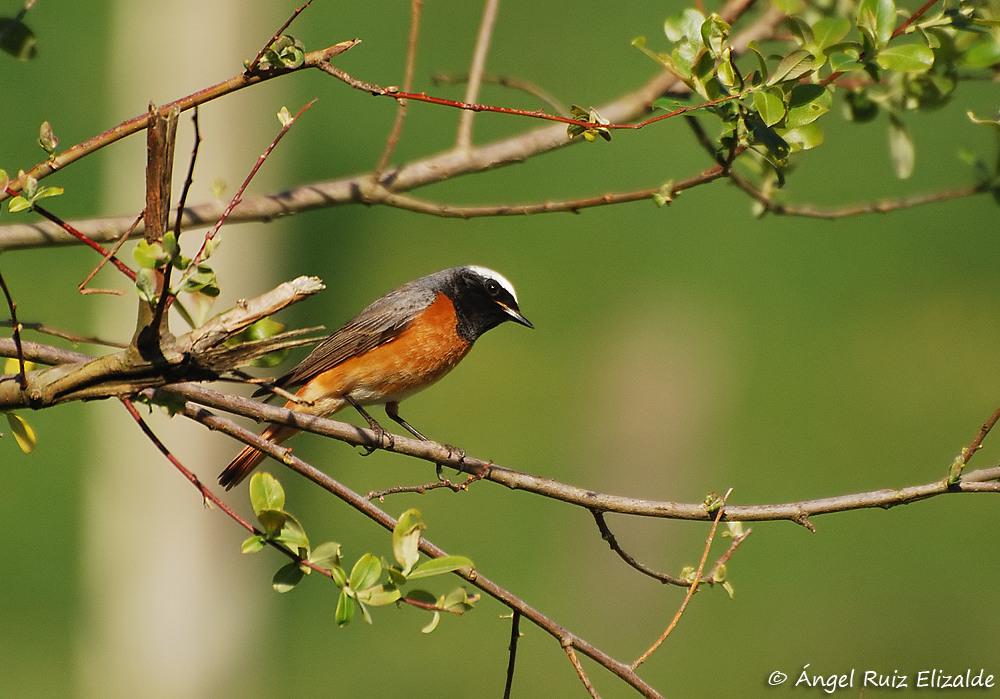 Aves de la Ría de Ajo: Colirrojo real en Repuente...