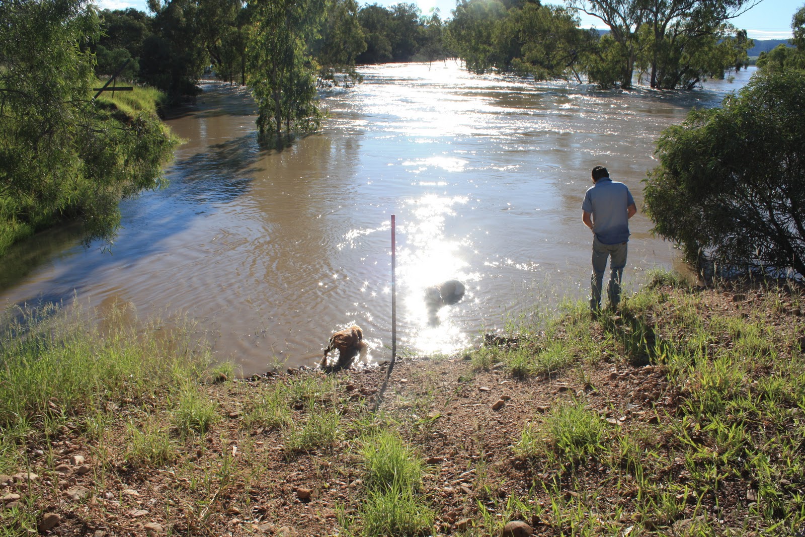 Tracey Hewitt Mixed Media Art: Theodore, Queensland Christmas Floods ...