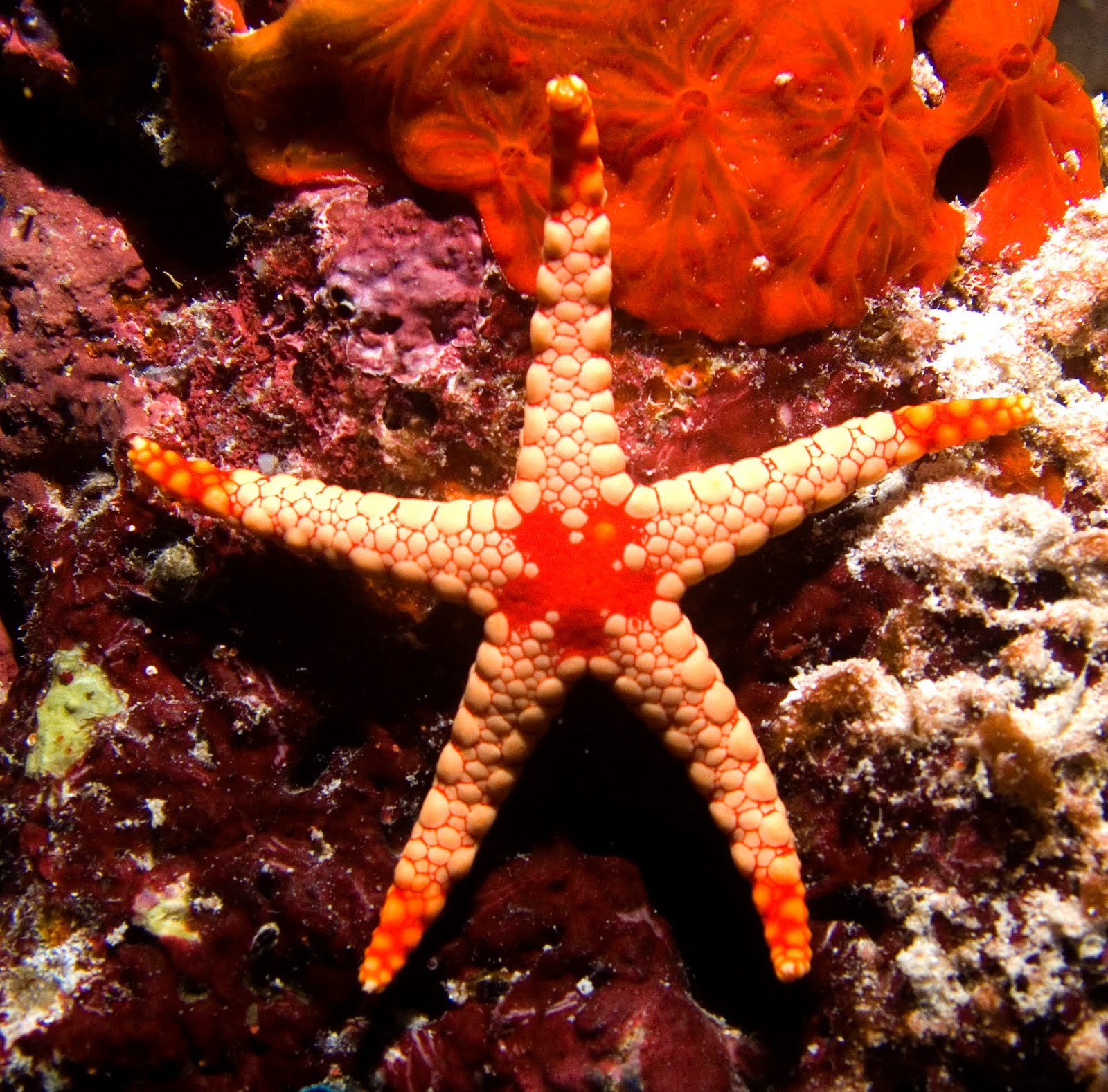 Chasing Light: World of Stars - Night Dive on Potato Reef - South Male ...