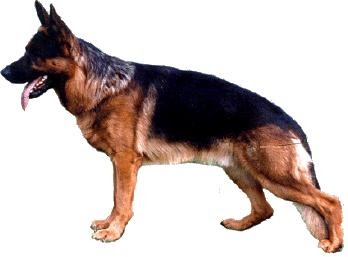 Ultimate German Shepherd Guide - Puppies Behavior Study, Raising ...