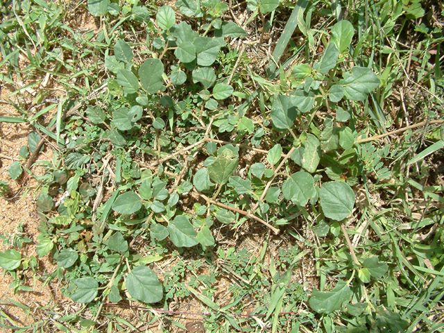 Bábà Olúdàré: Ewe Étipónlá