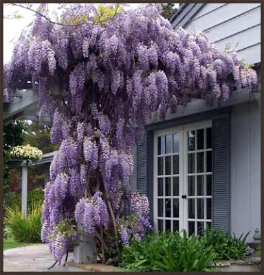 Style Redux: Wisteria