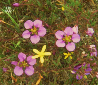 naohama - نوهمة: ربيع بحر - Libyan flora - Sea front flowers