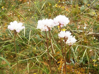 naohama - نوهمة: ربيع بحر - Libyan flora - Sea front flowers