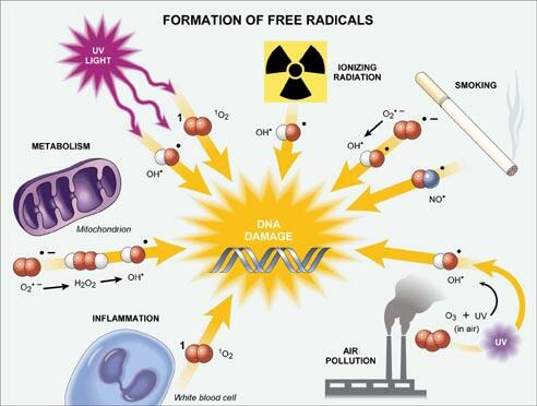 RN in progress: Free Radicals