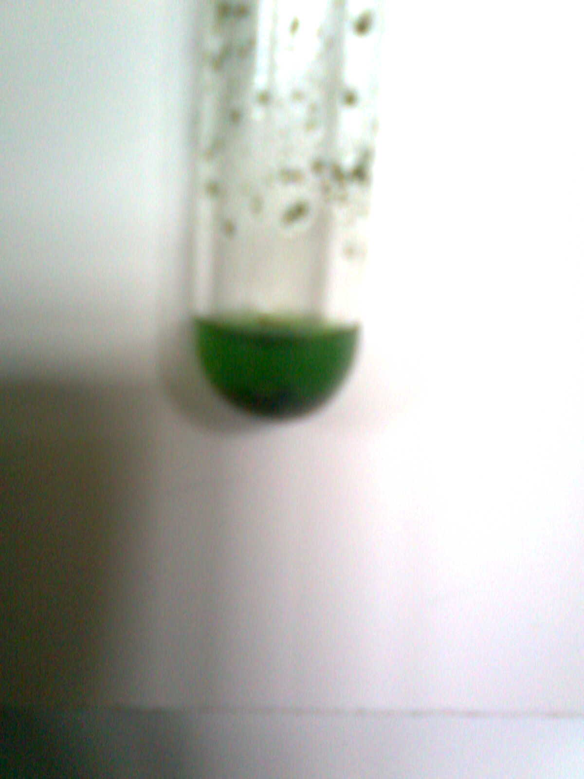 UJI GLUCOSA- BENEDICT - Biology Page