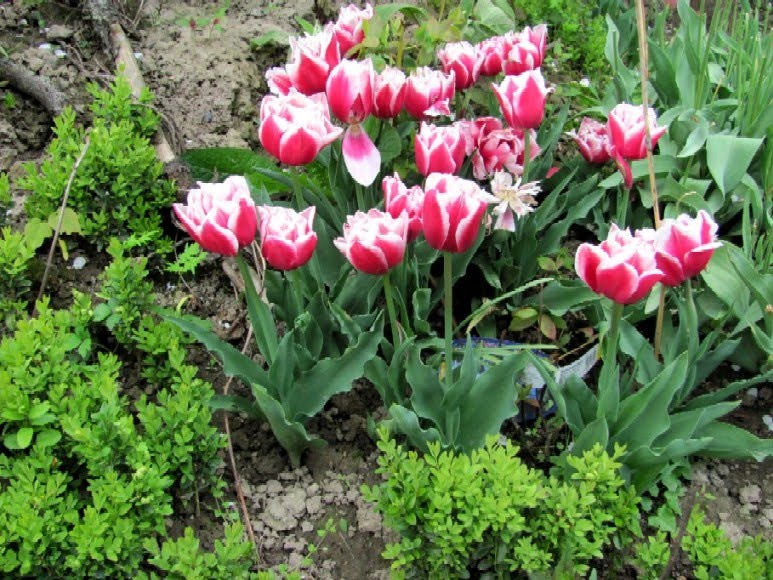 Garten-anders: Vielfalt der Tulpen / Eine Tulpe für jeden Geschmack