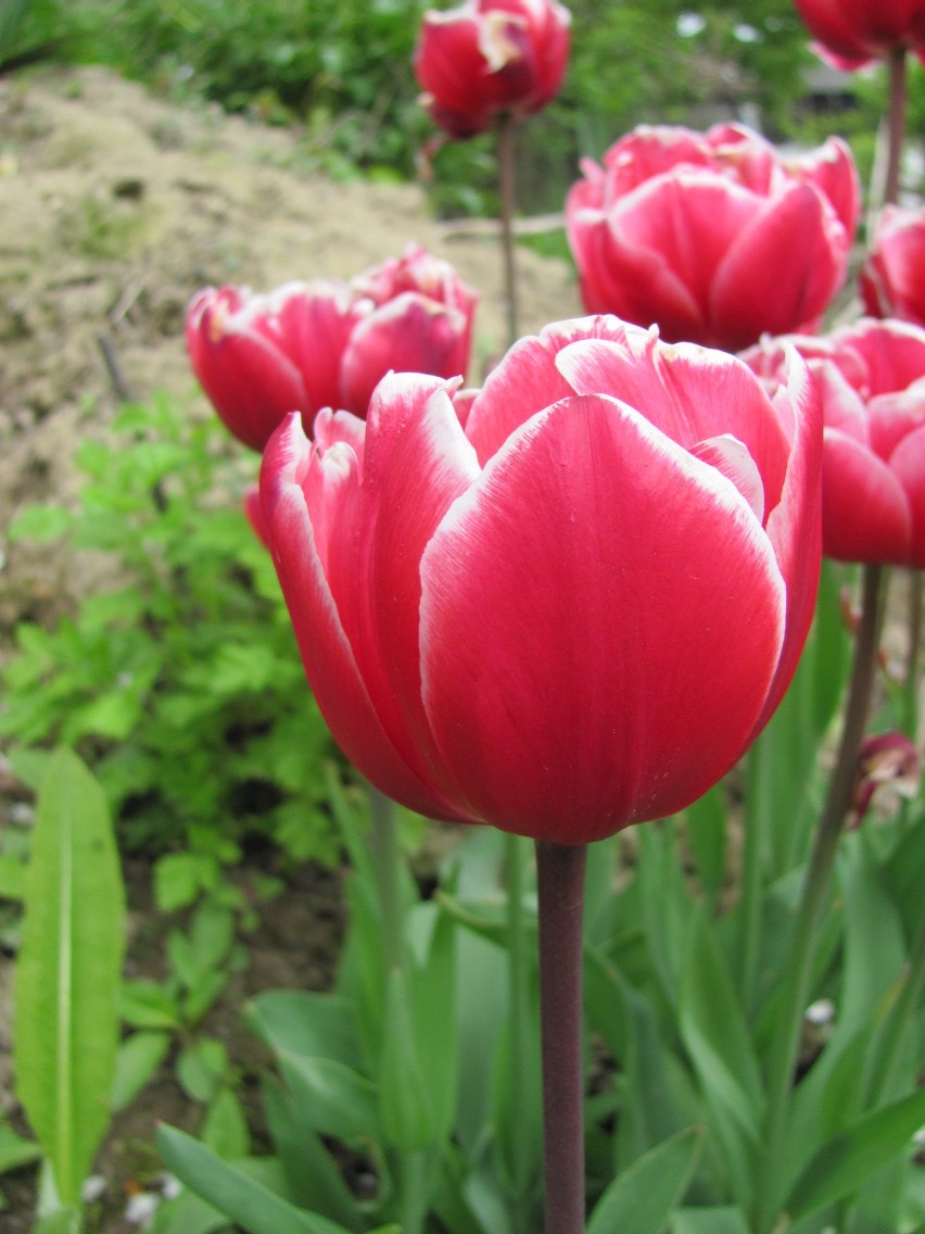 Garten-anders: Vielfalt der Tulpen / Eine Tulpe für jeden Geschmack