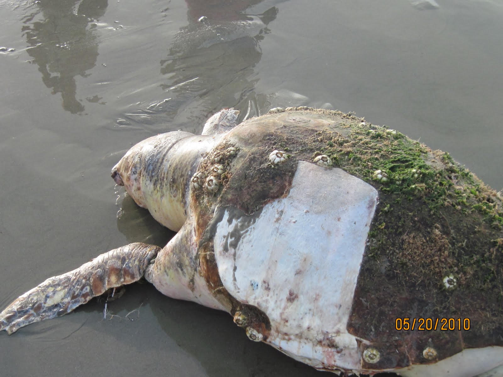 NORTH MYRTLE BEACH SEA TURTLE PATROL: Loggerhead Stranding