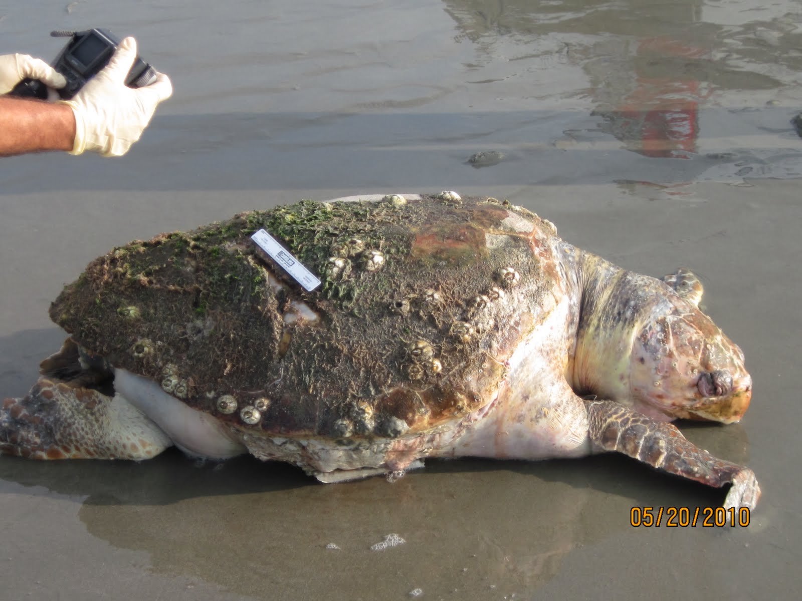 NORTH MYRTLE BEACH SEA TURTLE PATROL: Loggerhead Stranding