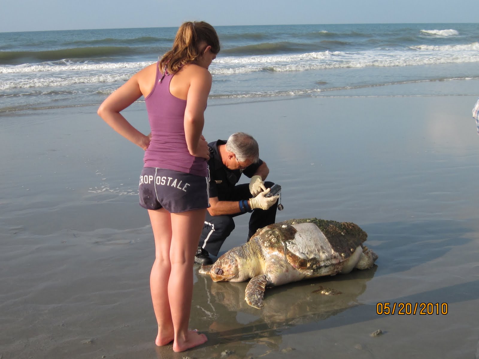 NORTH MYRTLE BEACH SEA TURTLE PATROL: Loggerhead Stranding