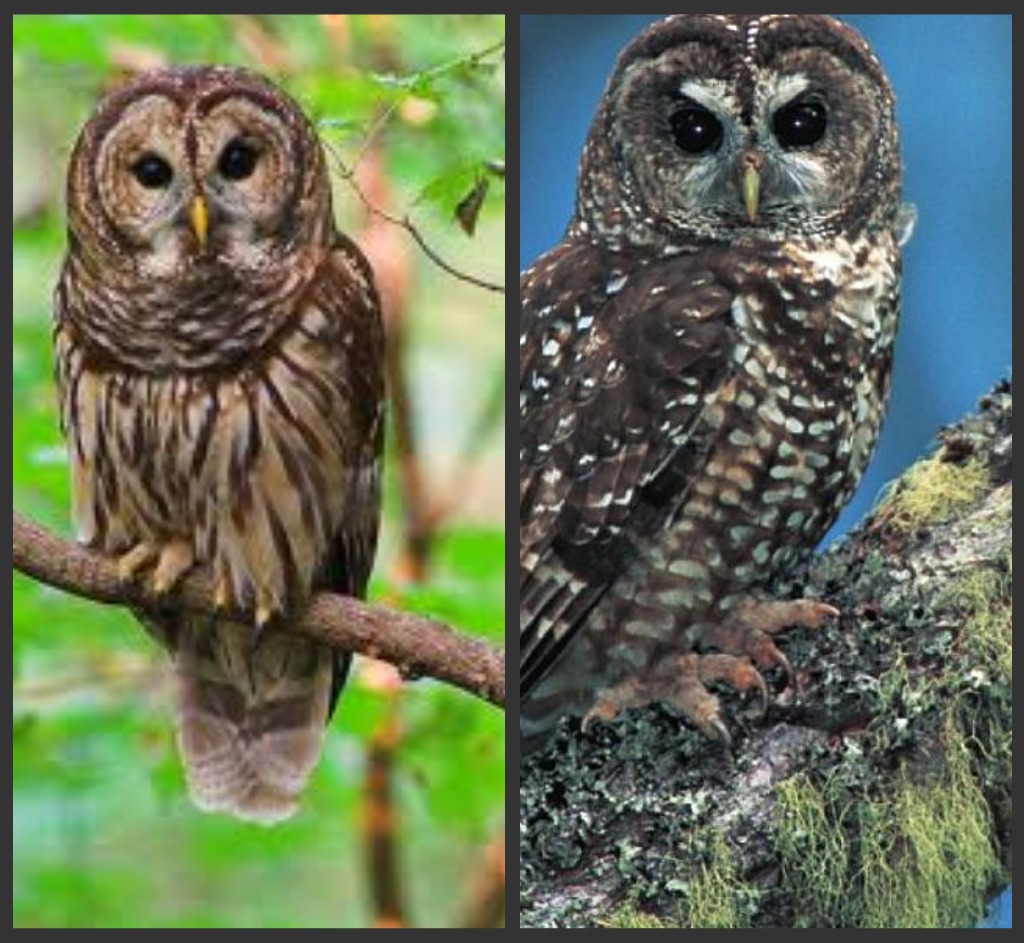 Spotted Owl: Worth Saving?: Spots and Feathers; What Else?