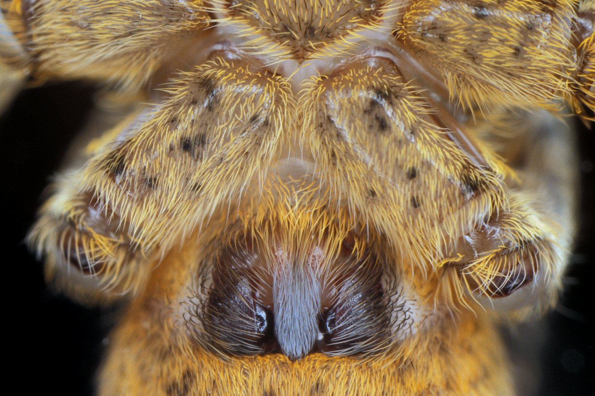 Environmentalist On A Mission: Epigynes and male palps; views from the ...