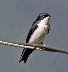 El Pensieve de Dinorider: Phygochelidon cyanoleuca Alias "Santa Rosita"