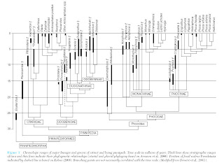 El Pensieve de Dinorider: Acrophoca longirostris, de Perú a ...