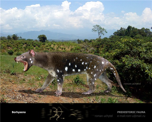 El Pensieve de Dinorider: Fósil de Miércoles: Borhyaenoidea ...