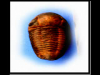 El Pensieve de Dinorider: Fósil de Miércoles - Trilobites del Devónico ...