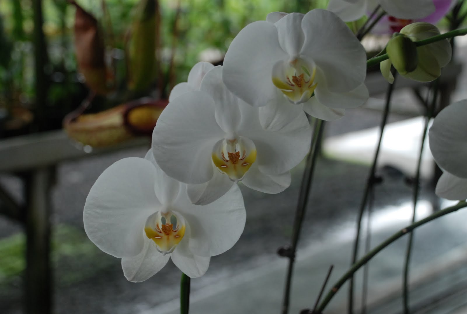 Tren Gaya 33+ OrkidPutih, Hiasan Bunga