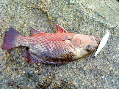 Welcome To Duo Fishing!!!: Siakap Merah Menyala