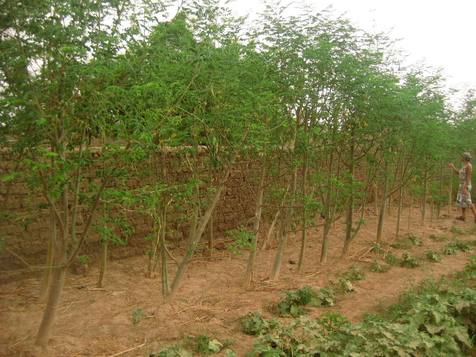 Jennifer in Mali: Moringa with Djelika!