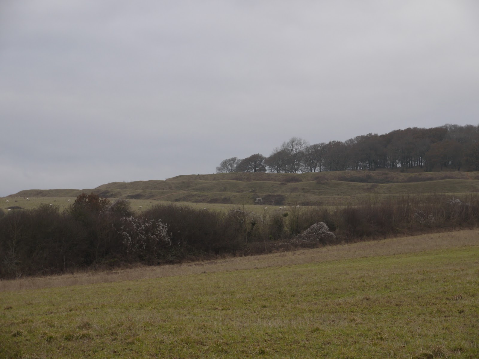 Walking in the country: Badbury Rings