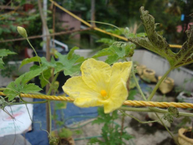 Organic micro farm and vegetable terrace garden : Growing Bitter Gourd ...