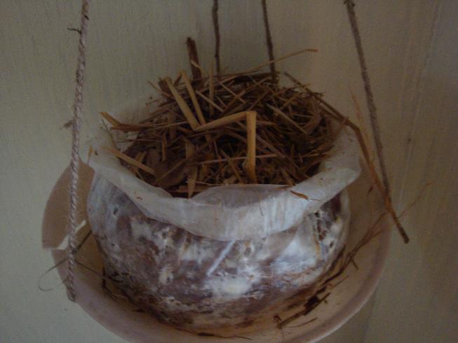 Experiment on growing mushroom