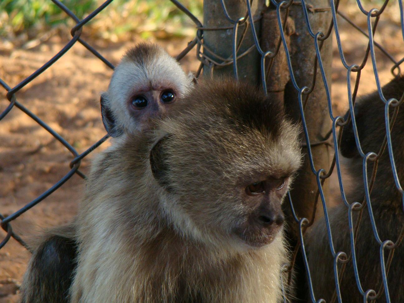 Somos Margarita Verde: Liberados 8 monos capuchinos del refugio de la ...