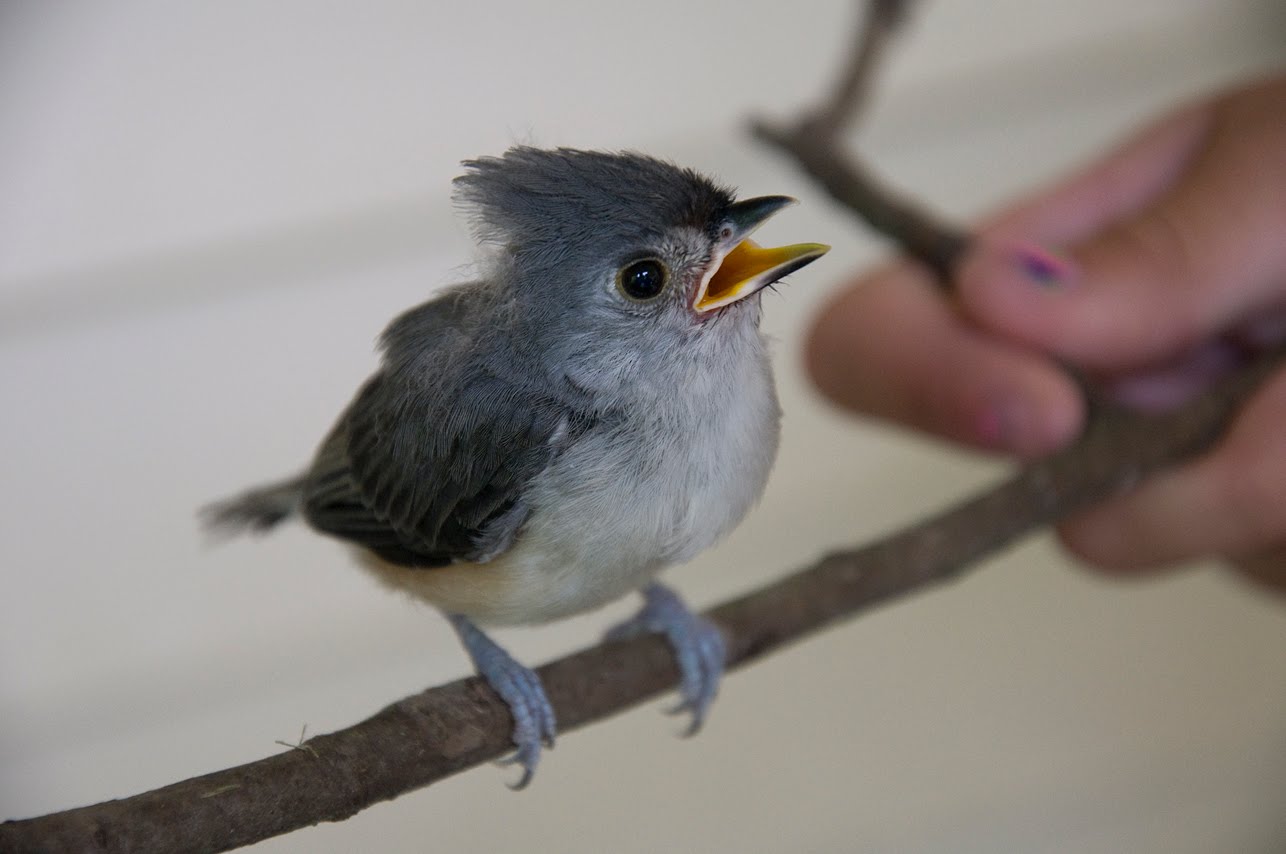 Nature Reporters: 2010-05-09