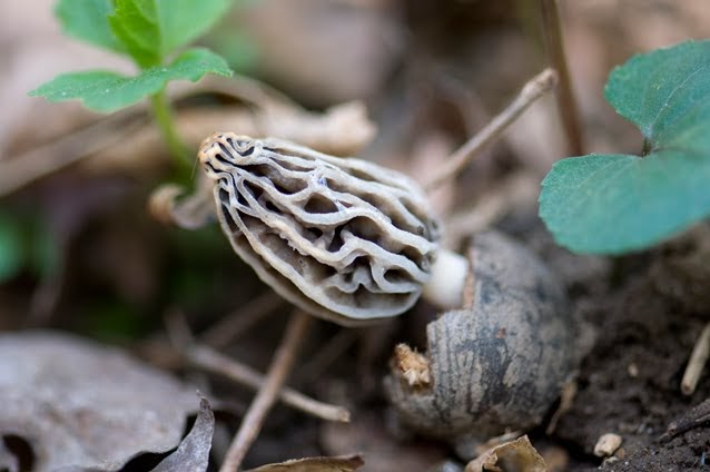 Nature Reporters: Morels, mites and a Puccoon