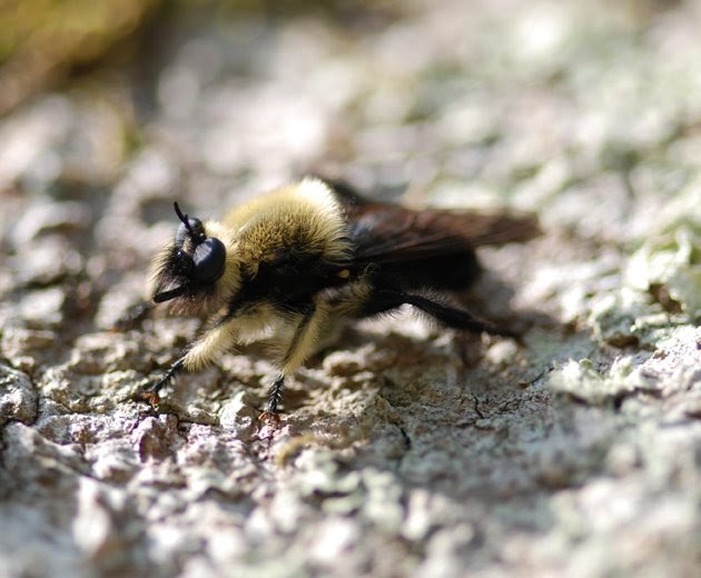 Nature Reporters: Bumblebee? Fly? and a Day-Glo Green caterpillar