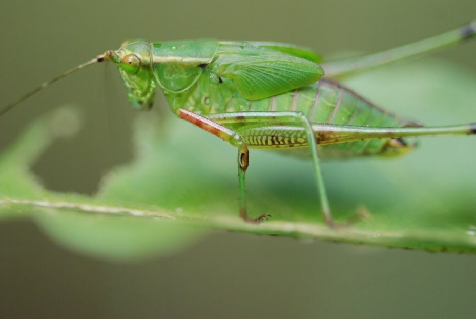 Nature Reporters: A Katydid's ear and the Arboretum hike