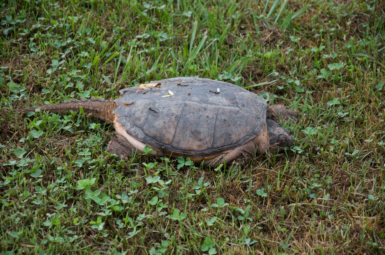 Nature Reporters: Memorial Day memories