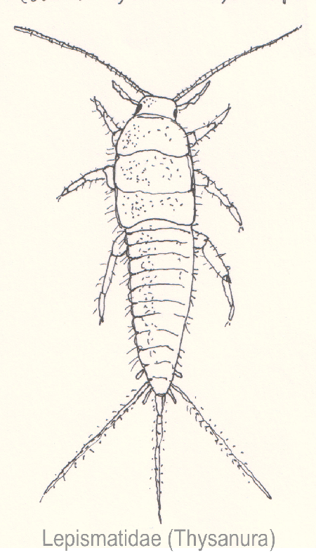 ZooOnLine: Thysanura