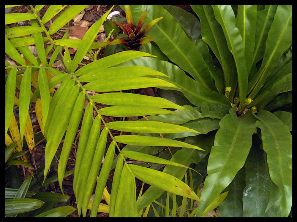 The Rainforest Garden: "Lady Gaga" the Fern
