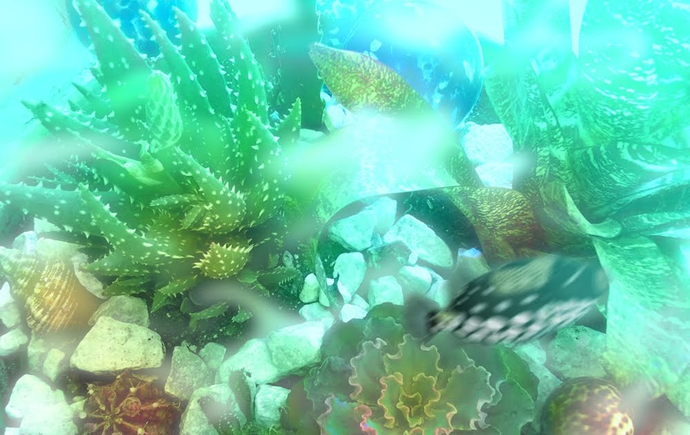 The Rainforest Garden: Coral Reef Garden in Aquavision!