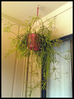 The Rainforest Garden: How to Take Cuttings of Epiphytic Cacti