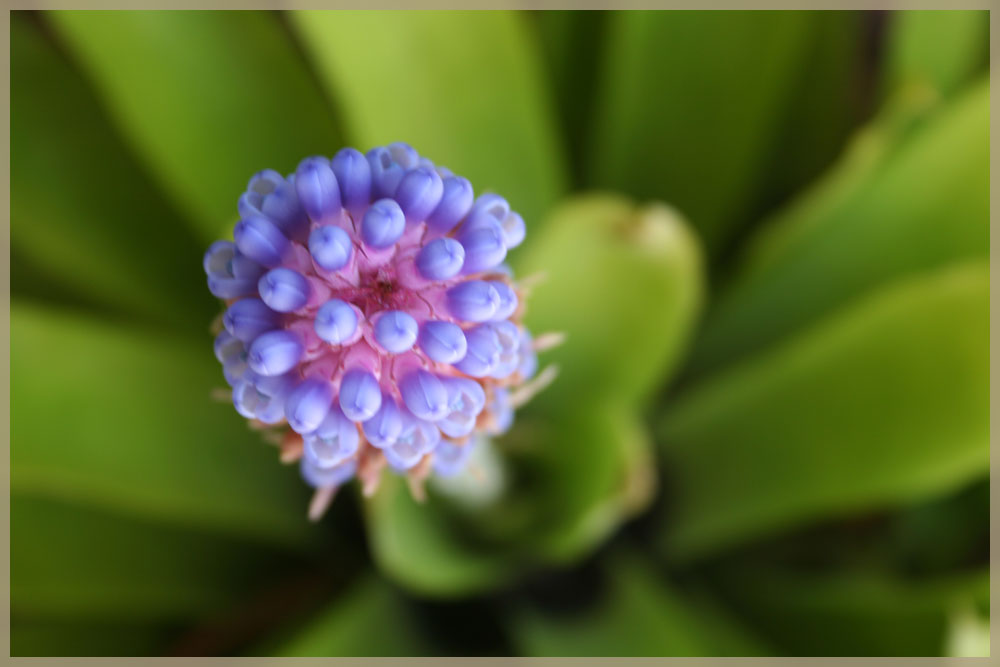 The Rainforest Garden: Aechmea Cylindrata "Blue Cone"