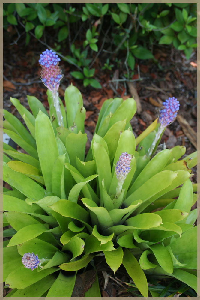 The Rainforest Garden: The 5 Best Cold Hardy Bromeliads