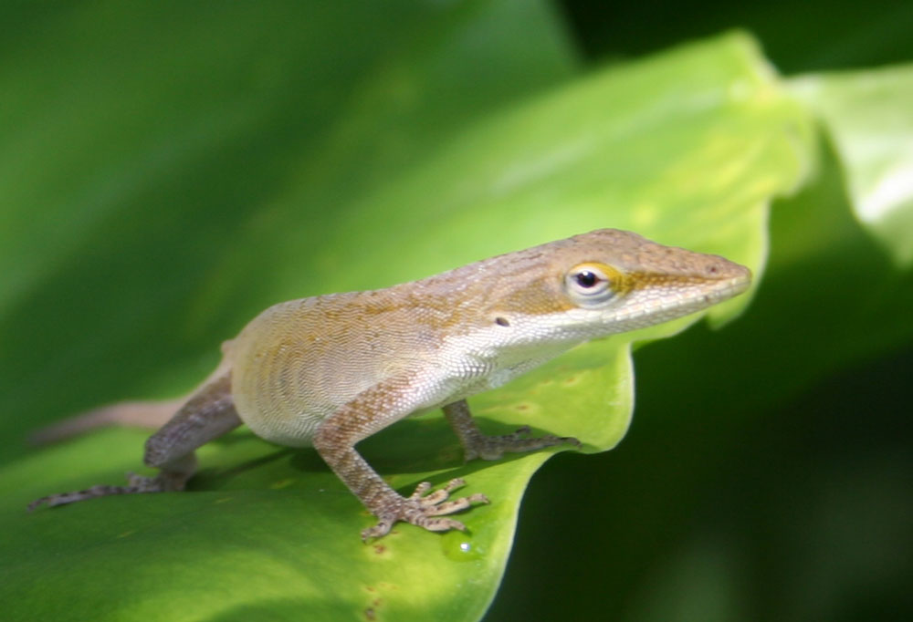 The Rainforest Garden: Snails, Katydids and Lizards!