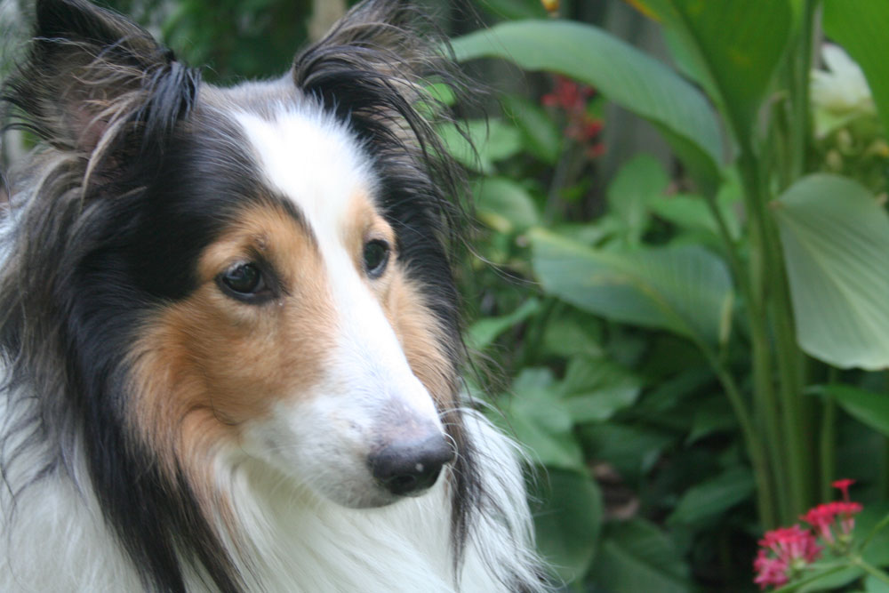 The Rainforest Garden: My Sheltie's Inner Thoughts: A Photo Shoot